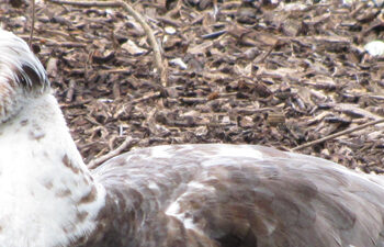 Muskuseend | Diersoorten | Dutch Wildlife Health Centre (DWHC)