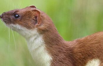 Hermelijn | Diersoorten | Dutch Wildlife Health Centre (DWHC)