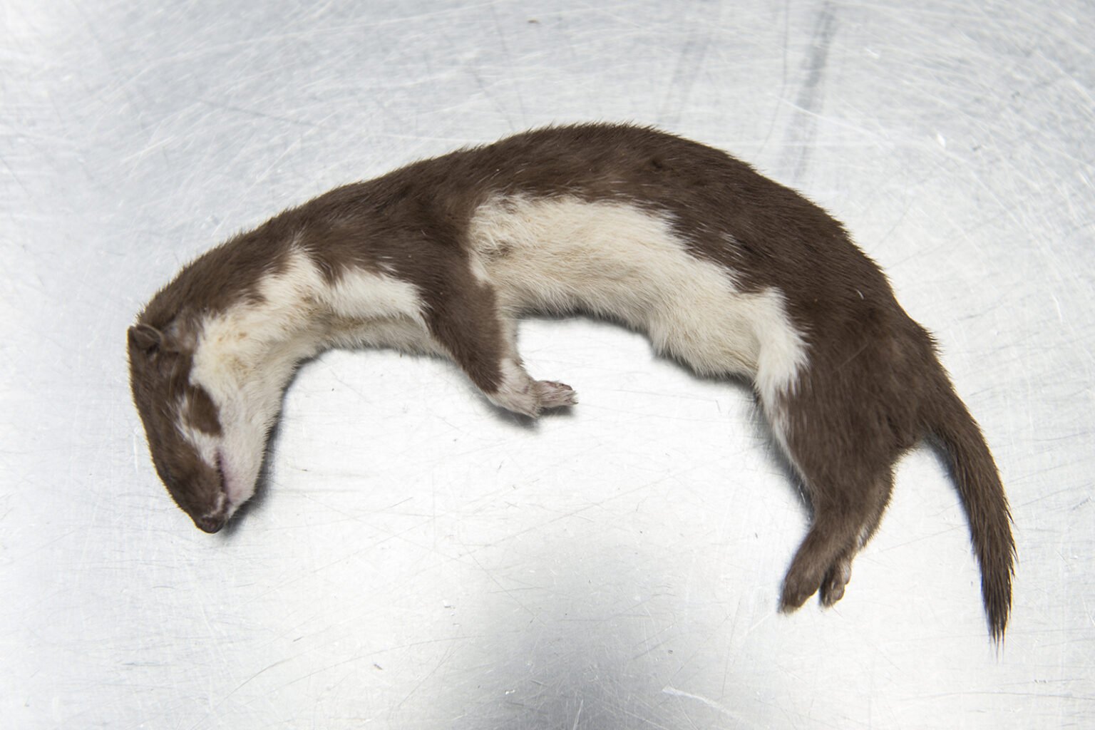 Wezel | Diersoorten | Dutch Wildlife Health Centre (DWHC)