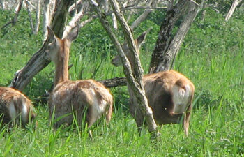 Edelhert | Diersoorten | Dutch Wildlife Health Centre (DWHC)