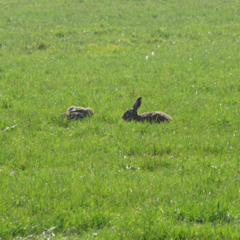 Haas | Diersoorten | Dutch Wildlife Health Centre (DWHC)