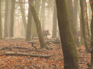 Wild boar | Species | Dutch Wildlife Health Centre (DWHC)