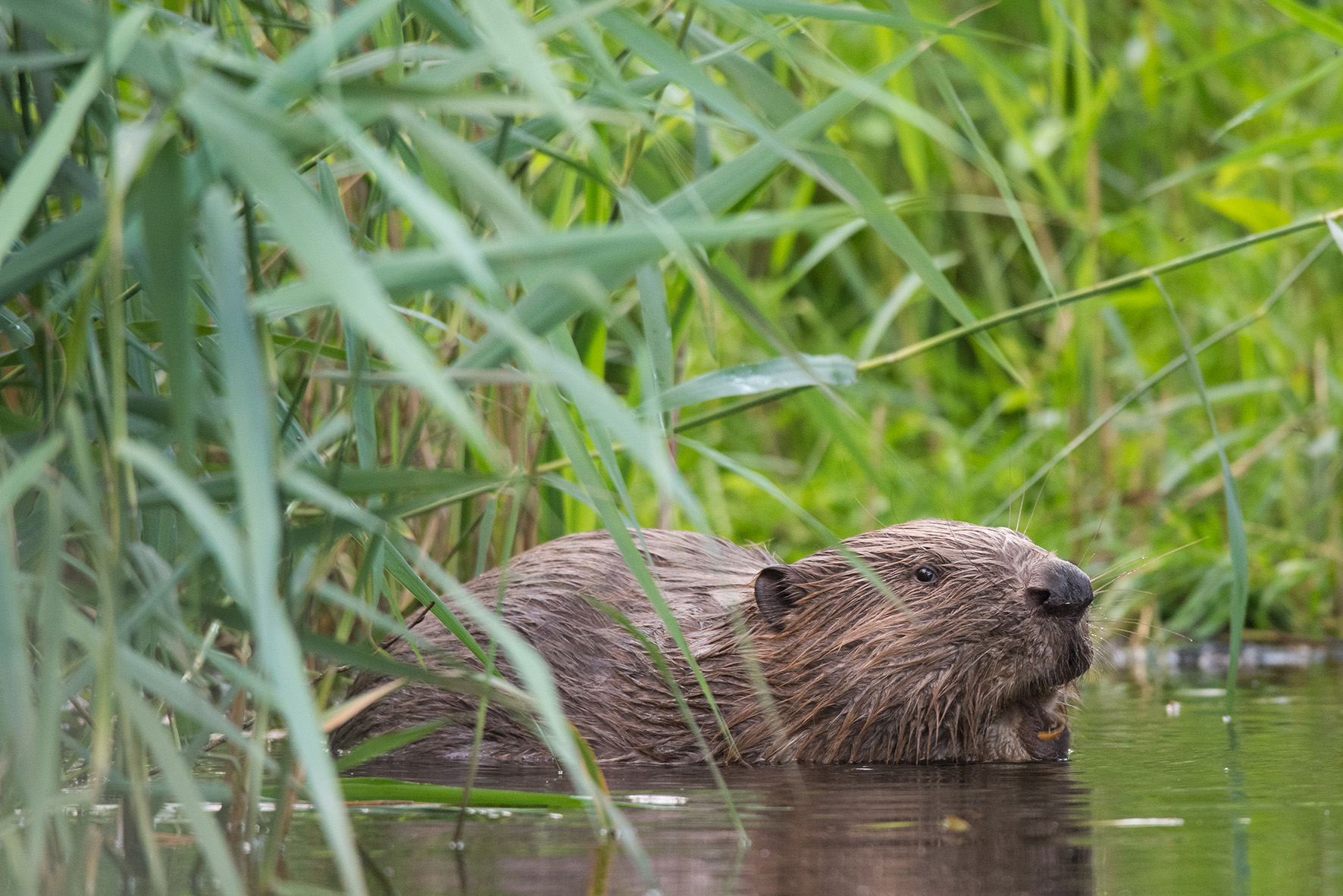 Bever ook in 2024 het DWHC speerpuntdier | Dutch Wildlife Health Centre ...