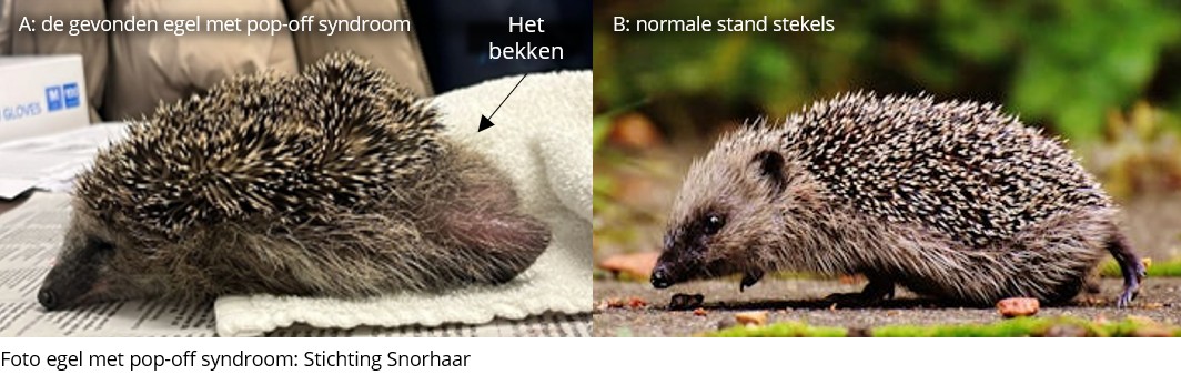 Egel met pop-off syndroom | Dutch Wildlife Health Centre (DWHC)