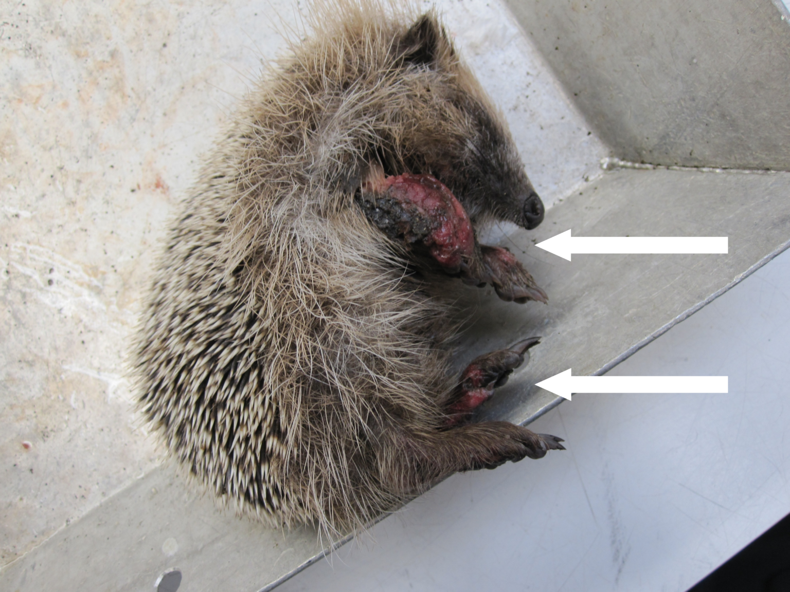 Hedgehog with ulcers on their legs caused by the bacterium C. ulcerans ...
