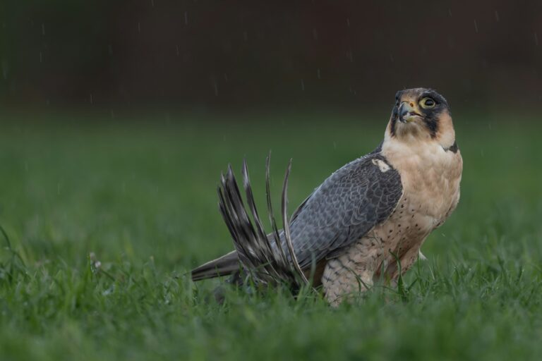 Slechtvalk en torenvalk DWHC speerpuntdieren in 2025 | Dutch Wildlife ...